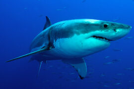 Shark Brain Anatomy and Function