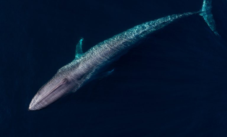 A Guide to the Different Types of Whales - American Oceans