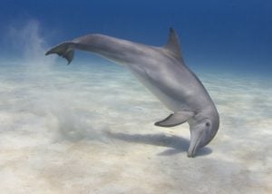 How Fast Can a Dolphin Swim?