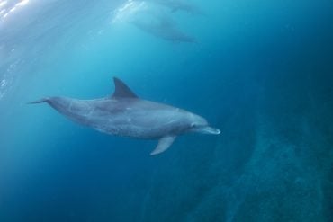The Incredible Way Dolphins Sleep Without Drowning