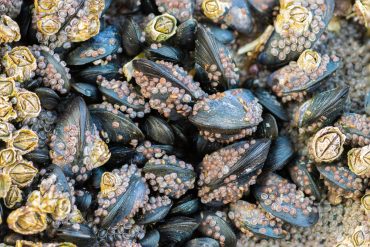 Common Limpet - Facts, Habitat, Diet, Conservation, & More - American ...
