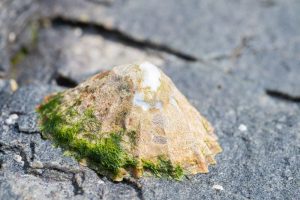 Common Limpet - Facts, Habitat, Diet, Conservation, & More - American ...