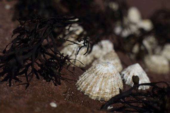 Common Limpet - Facts, Habitat, Diet, Conservation, & More - American ...
