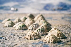 Common Limpet - Facts, Habitat, Diet, Conservation, & More - American ...