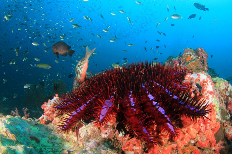 Crown of Thorns Starfish