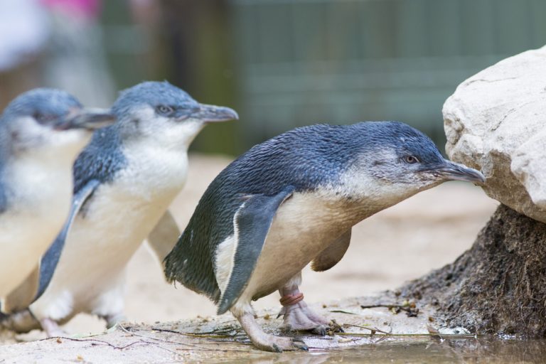 A Guide to the Different Types of Penguins - American Oceans