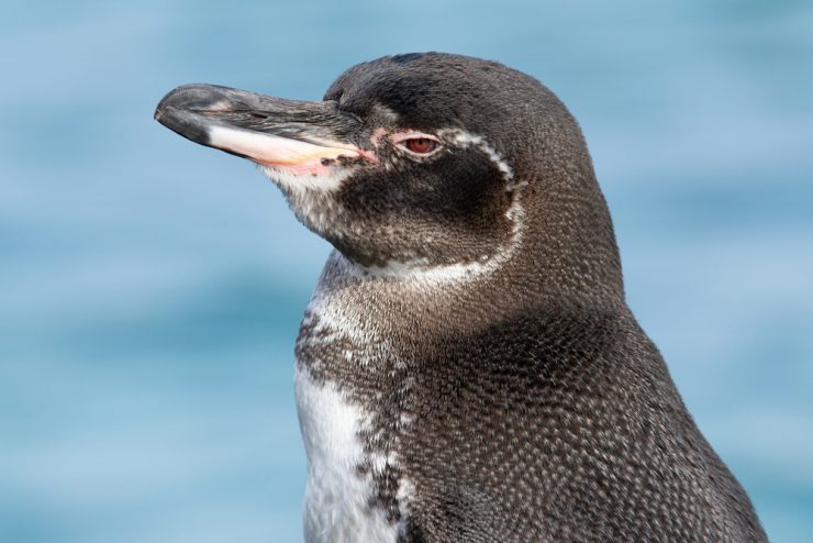 A Guide to the Different Types of Penguins - American Oceans