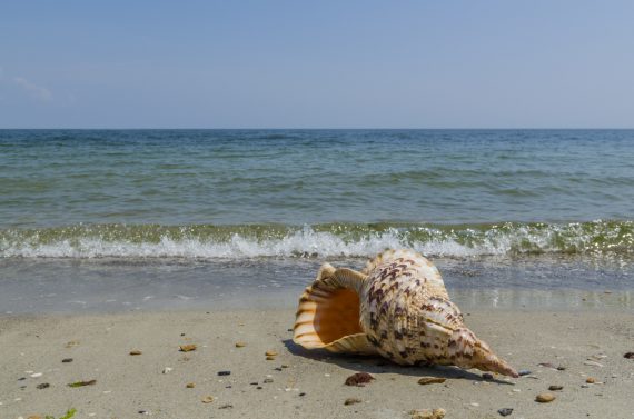 Giant Triton Facts & Information Guide - American Oceans