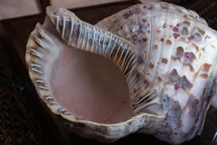 Giant Triton Facts & Information Guide - American Oceans
