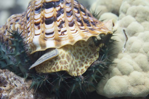 Giant Triton Facts & Information Guide - American Oceans