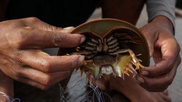 Horseshoe Crab Blood: The Miracle Substance That Costs More Than Gold