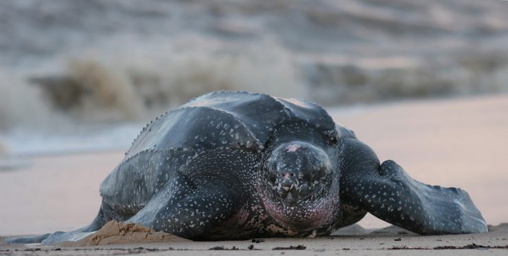 What's the Difference Between a Turtle and a Tortoise?