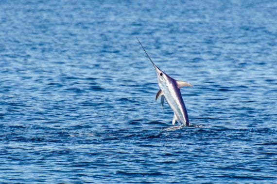 Are Swordfish Dangerous?