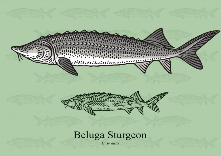 Beluga Sturgeon Facts & Information Guide - American Oceans