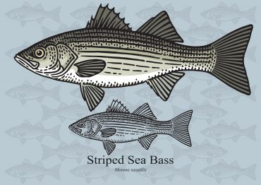 Striped Bass Facts & Information Guide - American Oceans