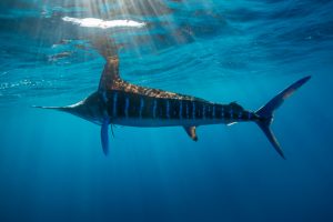 Striped Marlin Fact & Information Guide - American Oceans