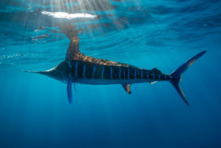 What's the Difference Between a Sailfish and a Marlin?