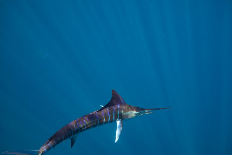 Striped Marlin Fact & Information Guide - American Oceans