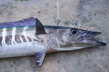 Wahoo Facts & Information Guide - American Oceans