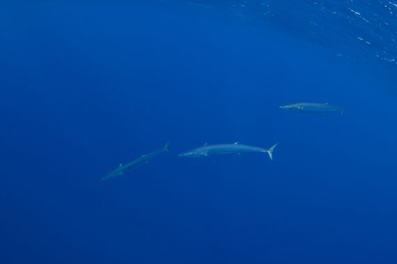 Wahoo Facts & Information Guide - American Oceans