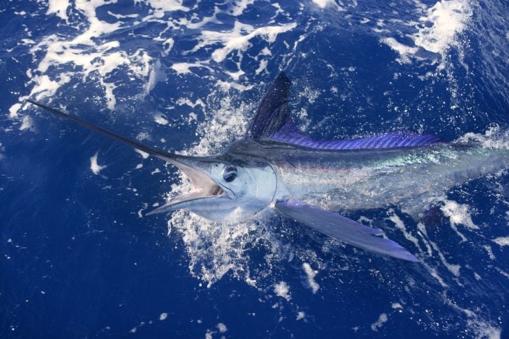 White Marlin Fact & Information Guide - American Oceans