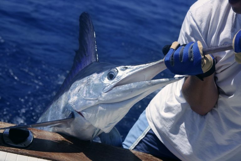 White Marlin Fact & Information Guide - American Oceans