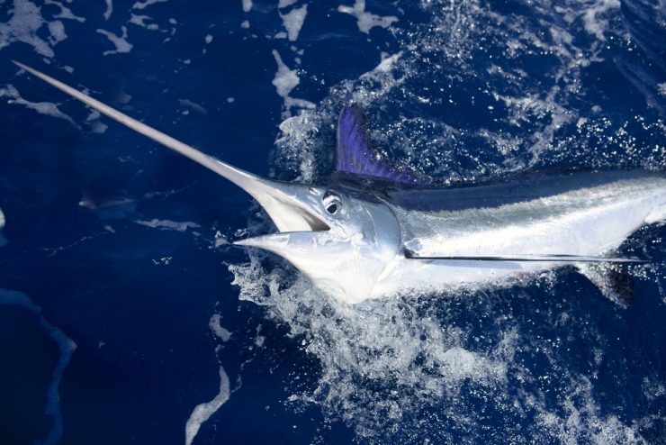 White Marlin Fact & Information Guide - American Oceans