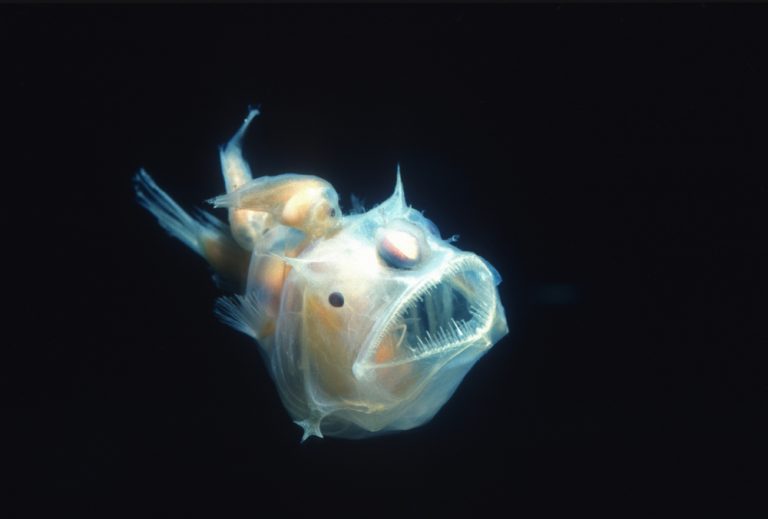 11 Ugliest Fish in the World - American Oceans