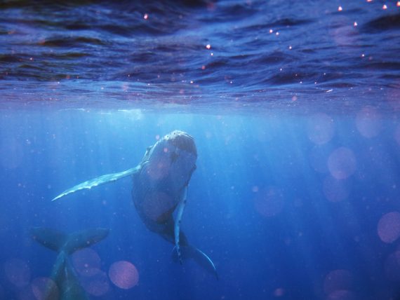 How Deep Can Whales Dive?