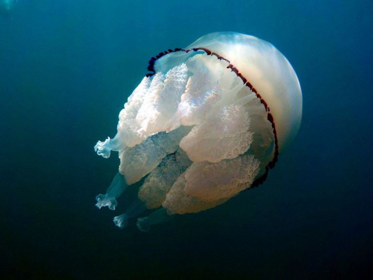 The Largest Jellyfish in the World