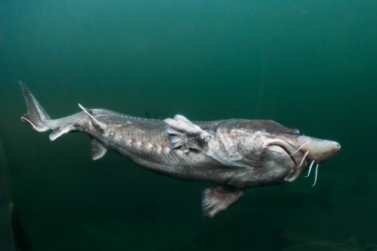 Are Sturgeon Dangerous?
