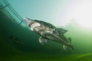 Beluga Sturgeon Facts & Information Guide - American Oceans