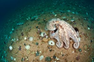 The Largest Octopus Species Ranked