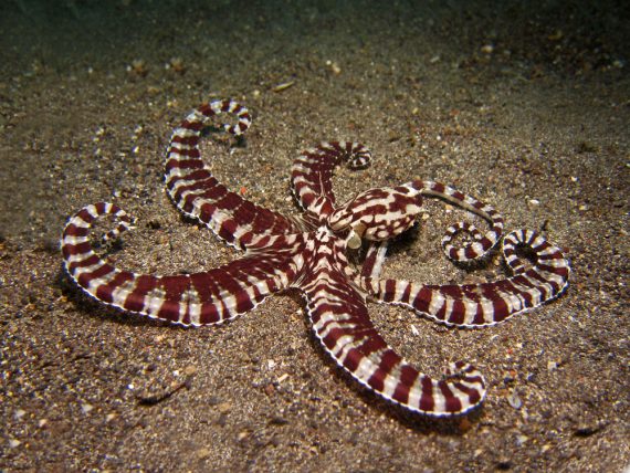 Do Octopus Have Beaks?