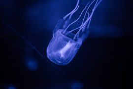 A Guide to the Different Types of Jellyfish in the Ocean - American Oceans