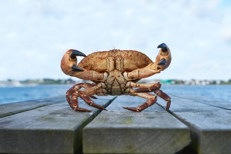 Biggest Crabs in the World - American Oceans