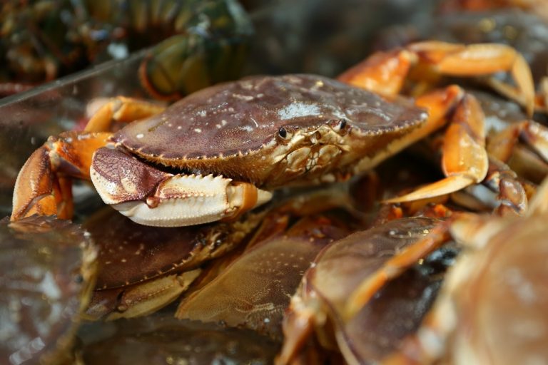 What's the Difference Between Crabs and Lobsters?