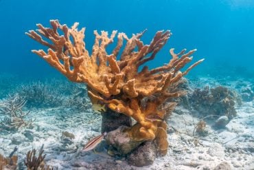 What Does Coral Eat?