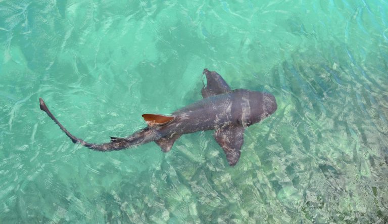 Mind-Blowing Shark Facts