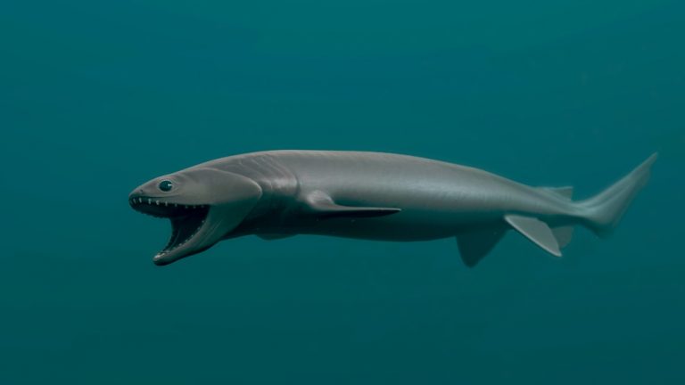 11 Ugliest Fish in the World - American Oceans