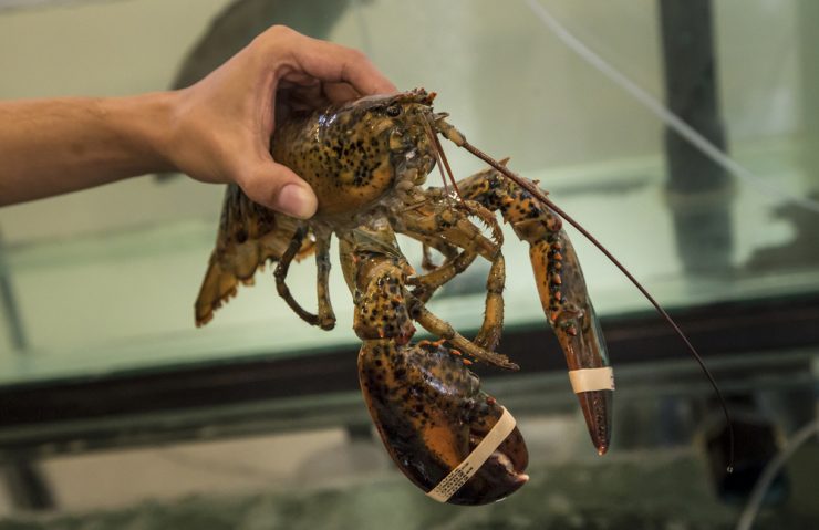 Biggest Lobster Ever Recored- American Oceans