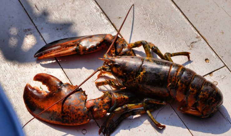 Biggest Lobster Ever Recored- American Oceans