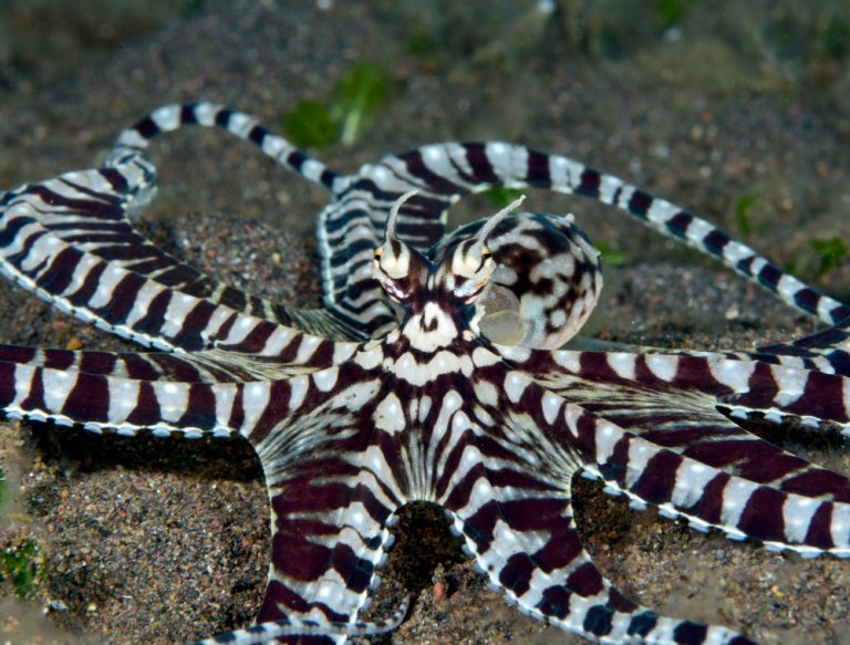 The Largest Octopus Species Ranked
