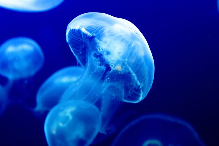 Moon Jelly - American Oceans