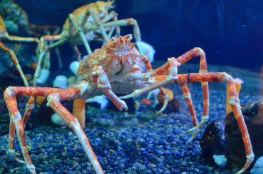 11 Types of Shellfish to Know