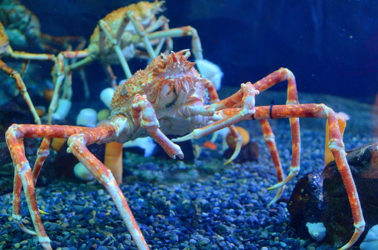 11 Types of Shellfish to Know