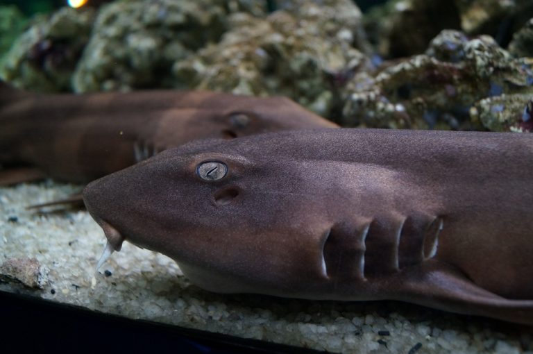 The Smallest Sharks Ranked by Size