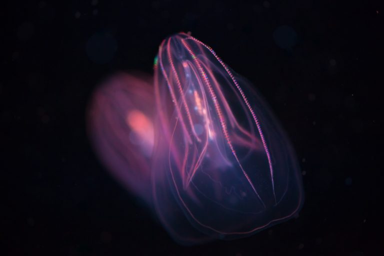 5 Types of Plankton in the Ocean to Know
