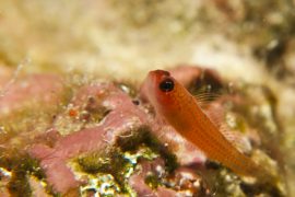 8 Smallest Fish in the World - American Oceans