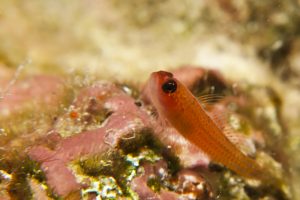 8 Smallest Fish in the World - American Oceans